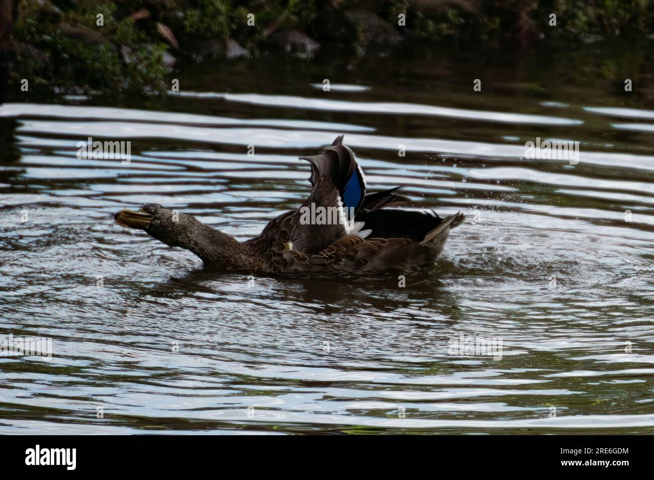 Another Mallard Bathing Stock Photo - Alamy