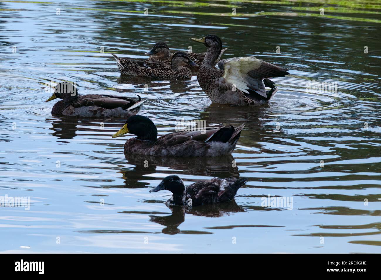 Ducks swimming in the pond at Lakeview Hospital in Covington, LA Stock ...