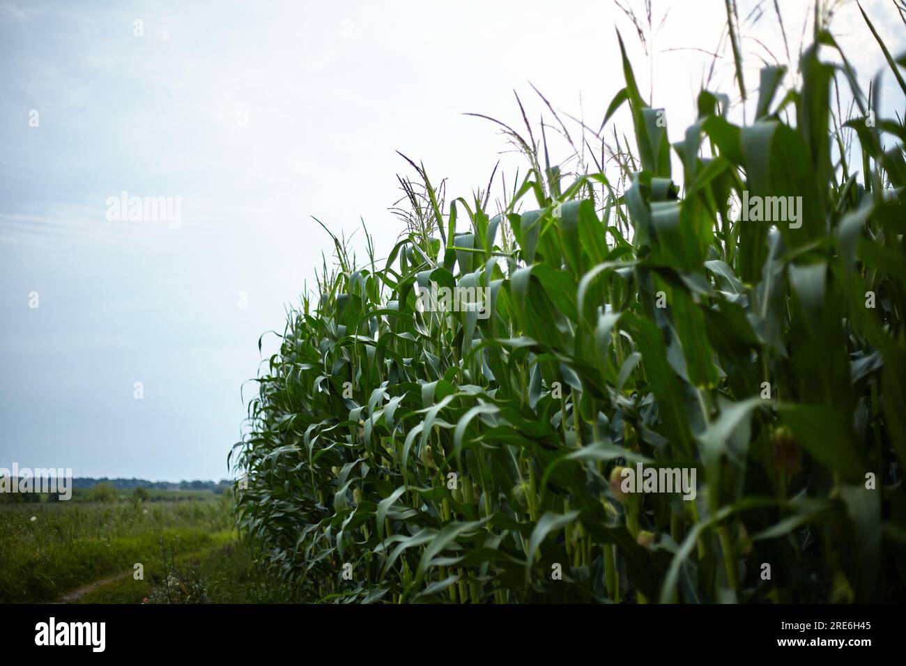 Corn. Ripening of the crop Stock Photo - Alamy