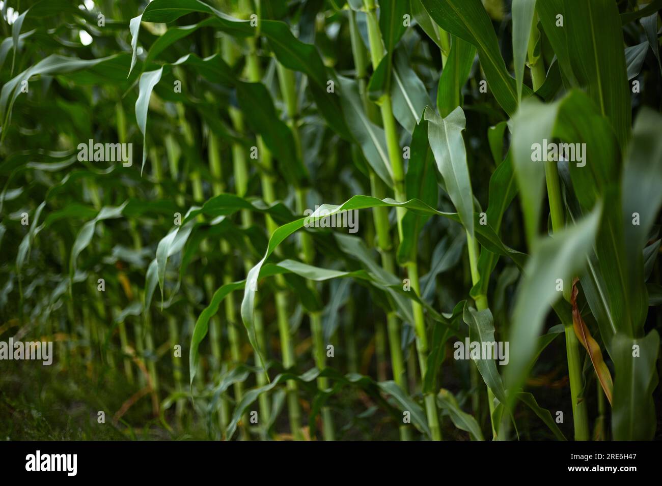 Corn. Ripening of the crop Stock Photo - Alamy
