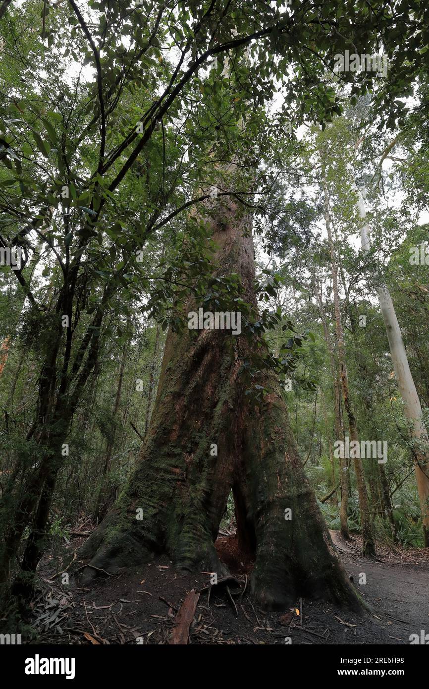 782 Moss-covered,double myrtle beech tree -Nothofagus cunninghamii- on ...