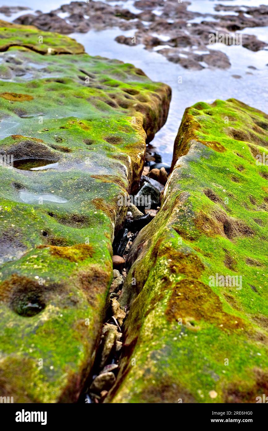 A long narrow rift in a rock on the sea shore, covered with seaweed ...