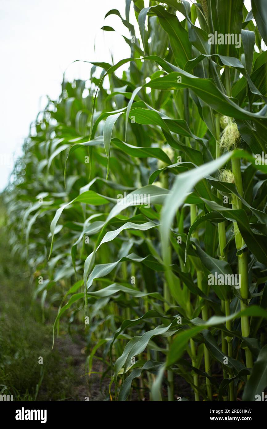 Corn. Ripening of the crop Stock Photo - Alamy
