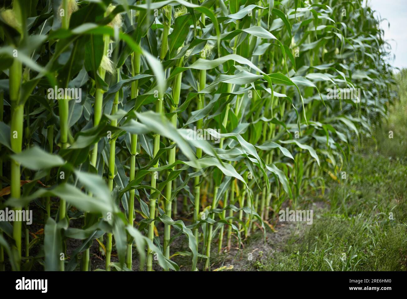 Corn. Ripening of the crop Stock Photo - Alamy