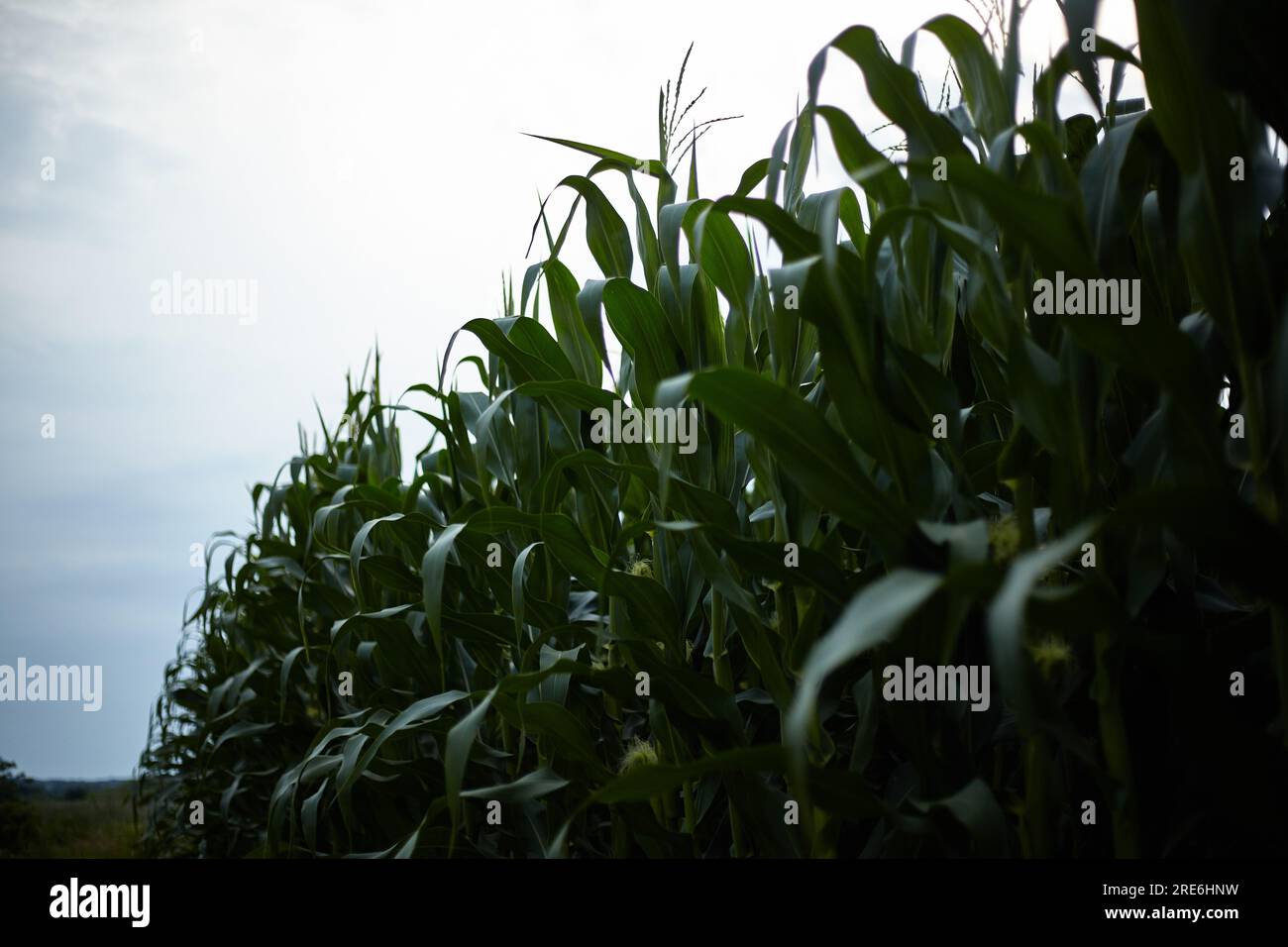Corn. Ripening of the crop Stock Photo - Alamy