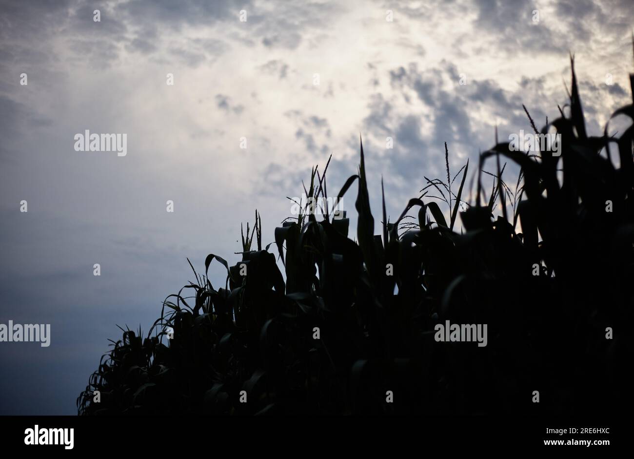 Corn. Ripening of the crop Stock Photo - Alamy