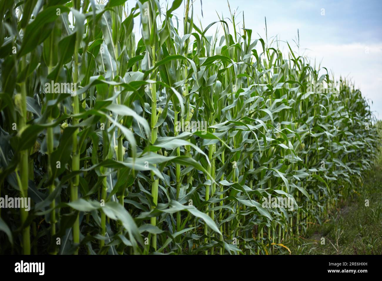 Corn. Ripening of the crop Stock Photo - Alamy