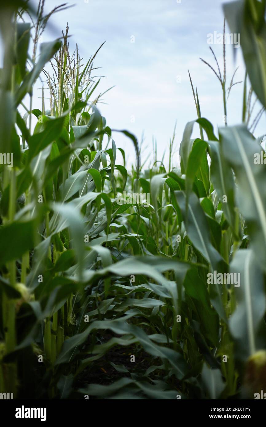 Corn. Ripening of the crop Stock Photo - Alamy