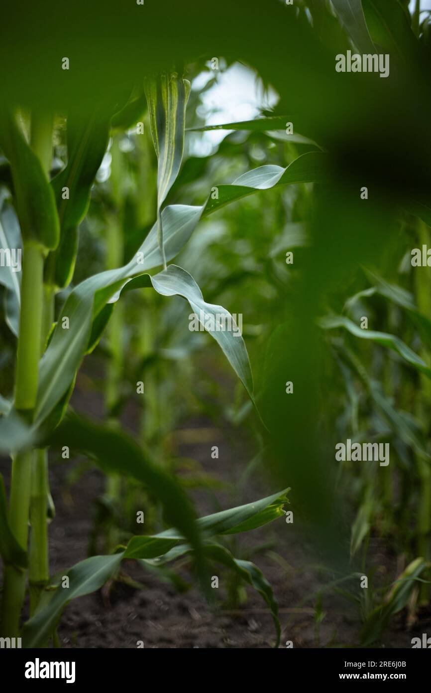 Corn. Ripening of the crop Stock Photo - Alamy