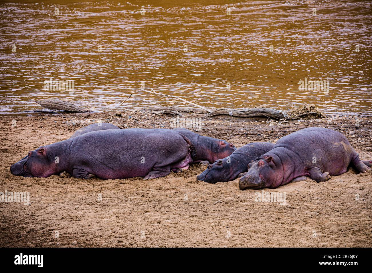 Maasai Mara National Reserve is an area of preserved savannah ...