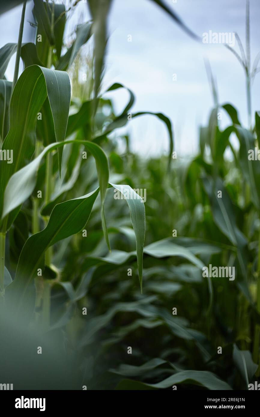 Corn. Ripening of the crop Stock Photo - Alamy