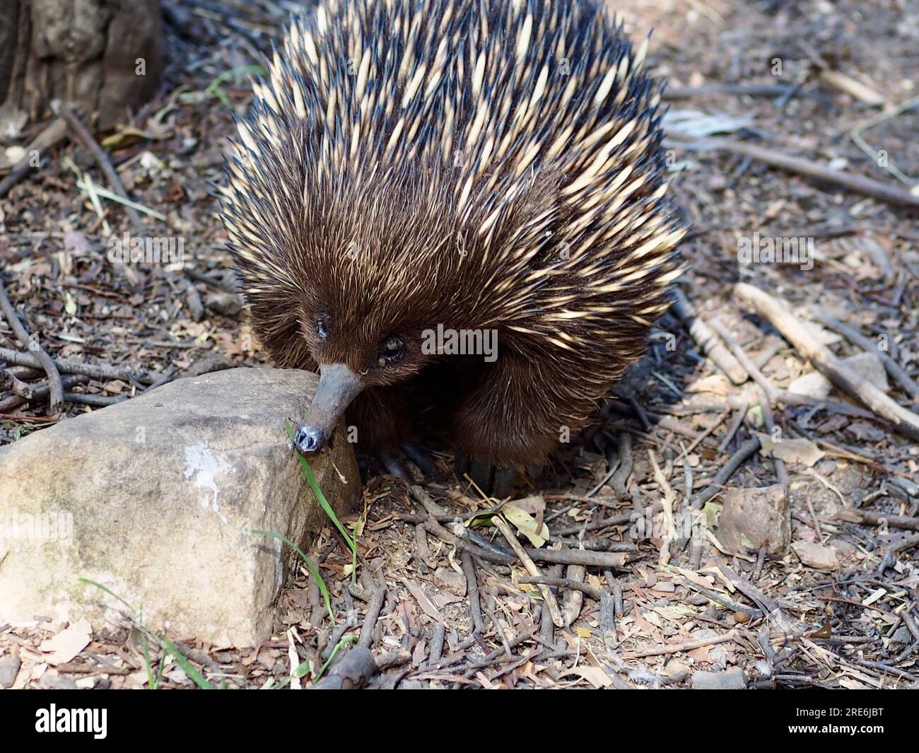 Echidna Flea Don't Mind Me | Focus On Fauna