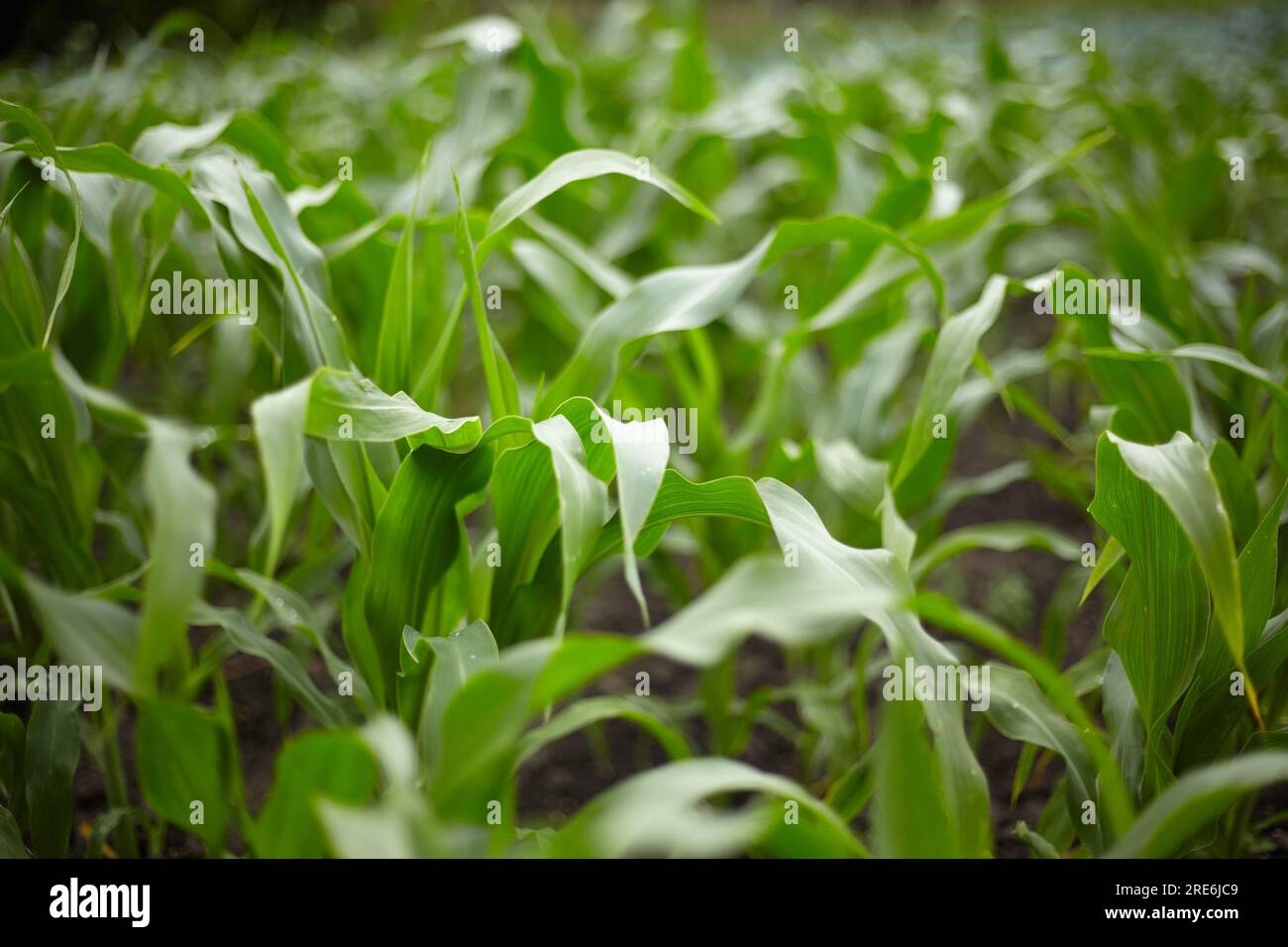 Corn. Ripening of the crop Stock Photo - Alamy