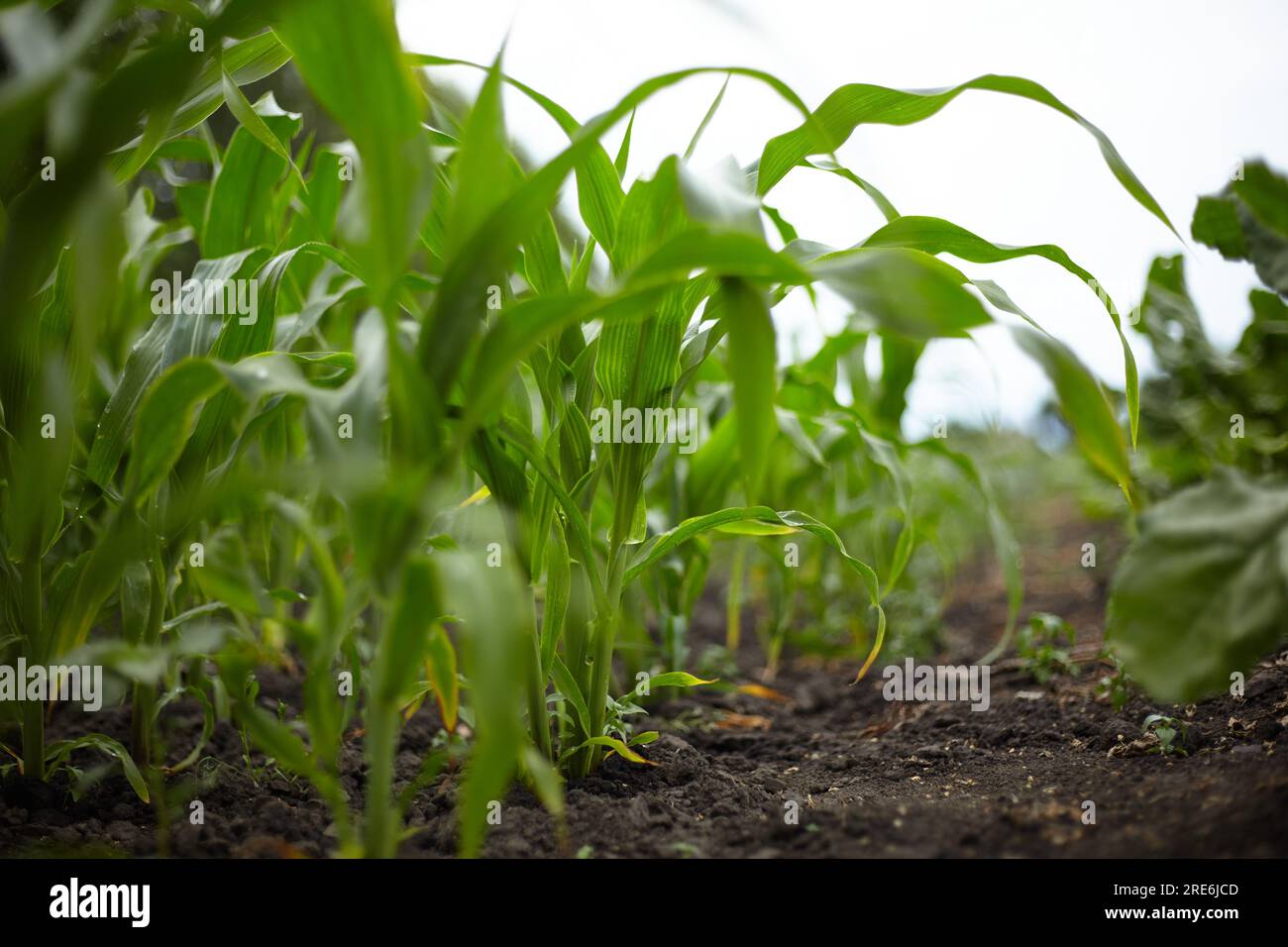 Corn. Green leaves of the crop Stock Photo - Alamy