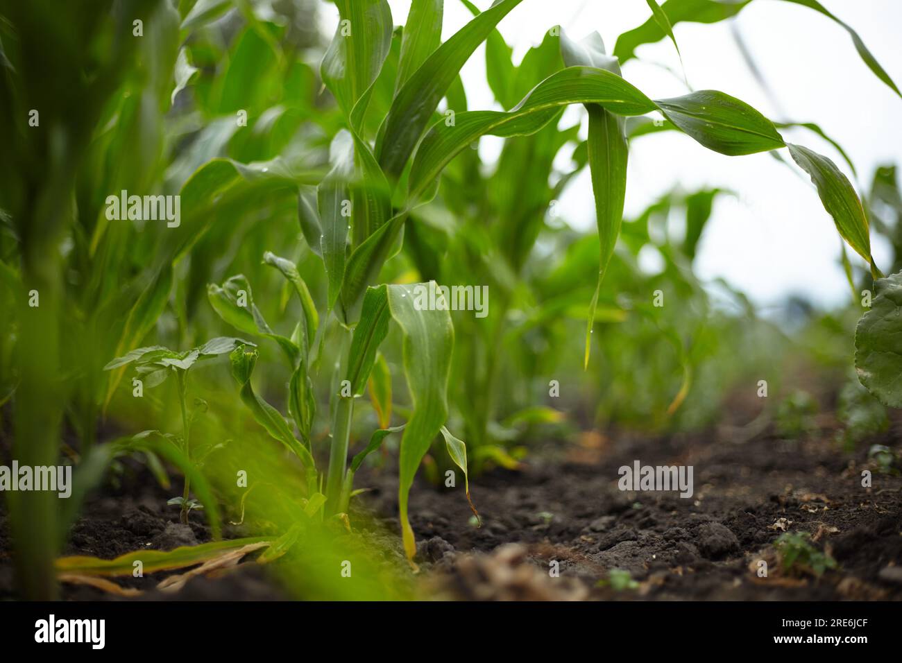 Corn. Ripening of the crop Stock Photo - Alamy
