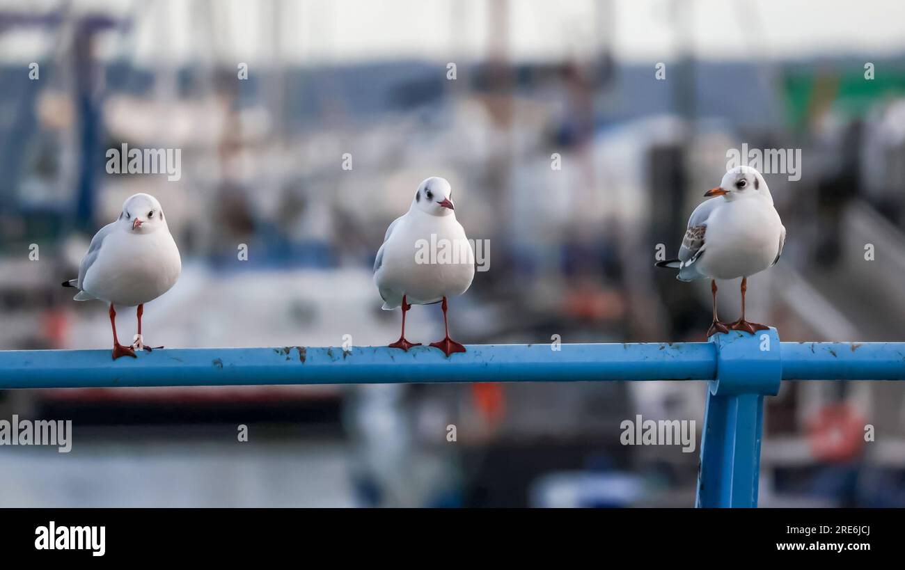 Black-headed gulls, three gulls sitting on blue metal railing at seaside harbour marina ...