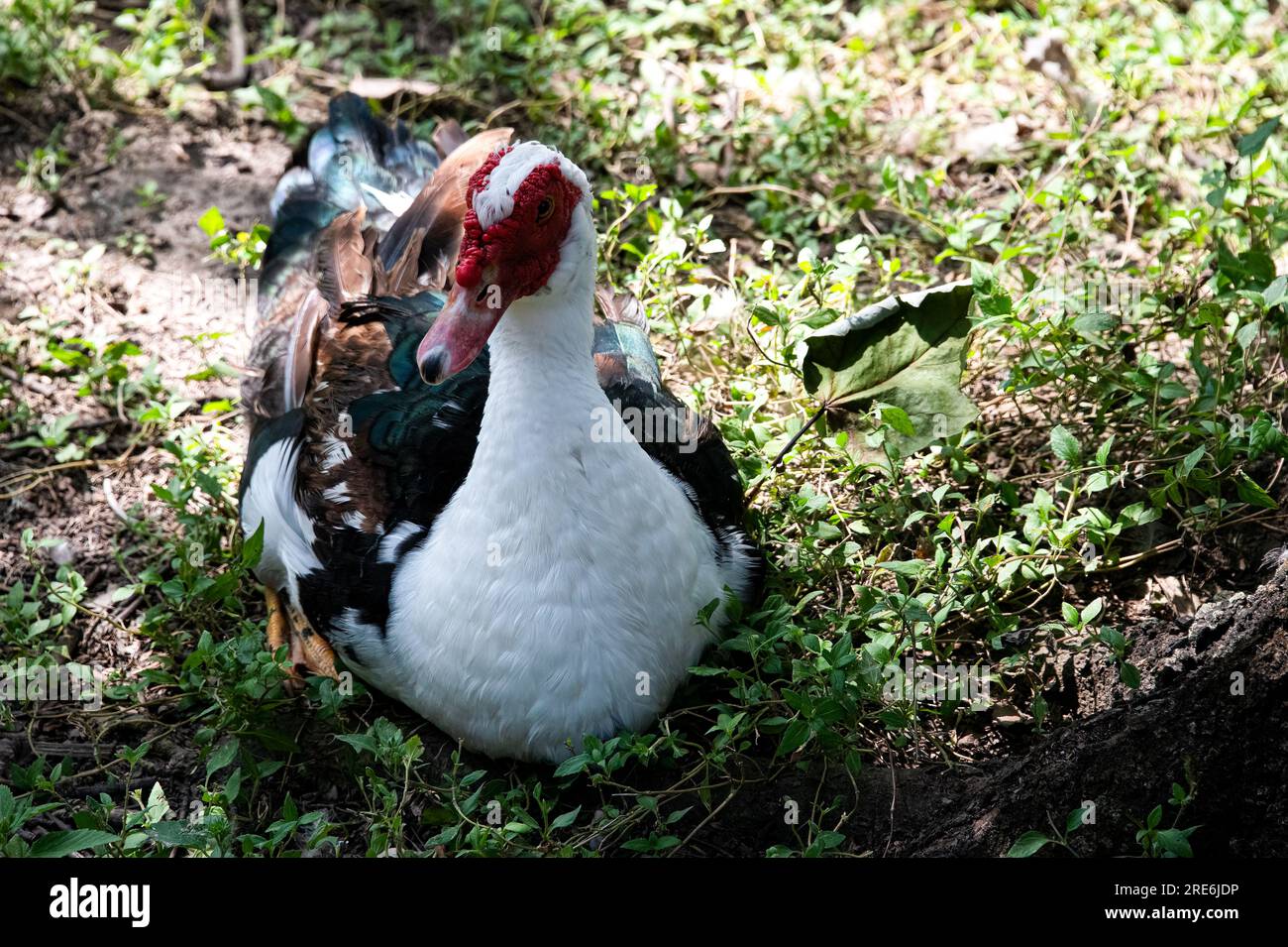 Muscovy duck chillin in the shade at a Thibodaux park Stock Photo - Alamy