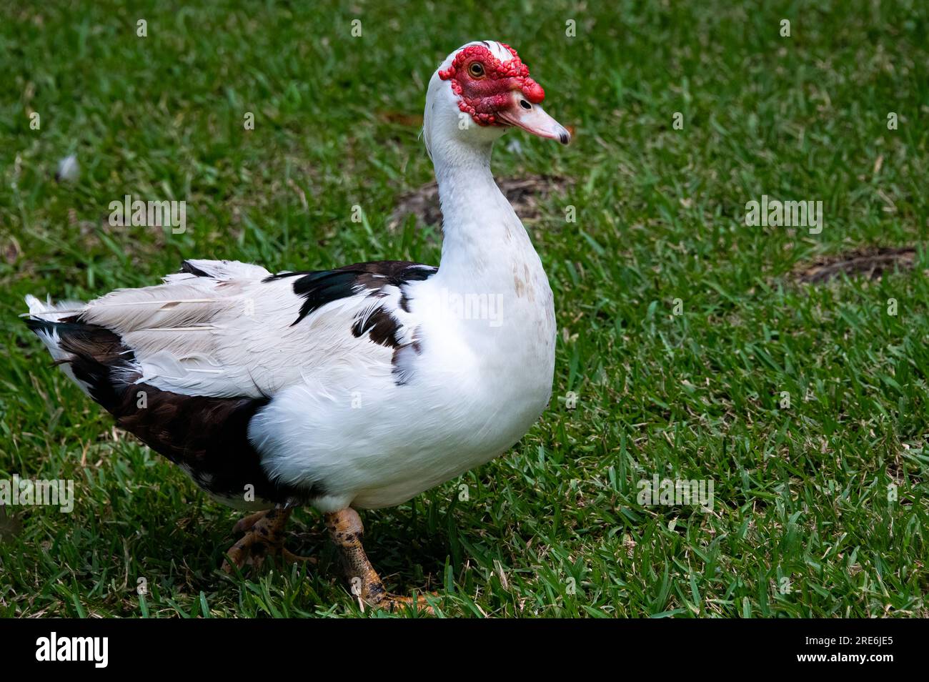 Profile of Muscovy duck strutting his stuff in Thibodaux Stock Photo ...