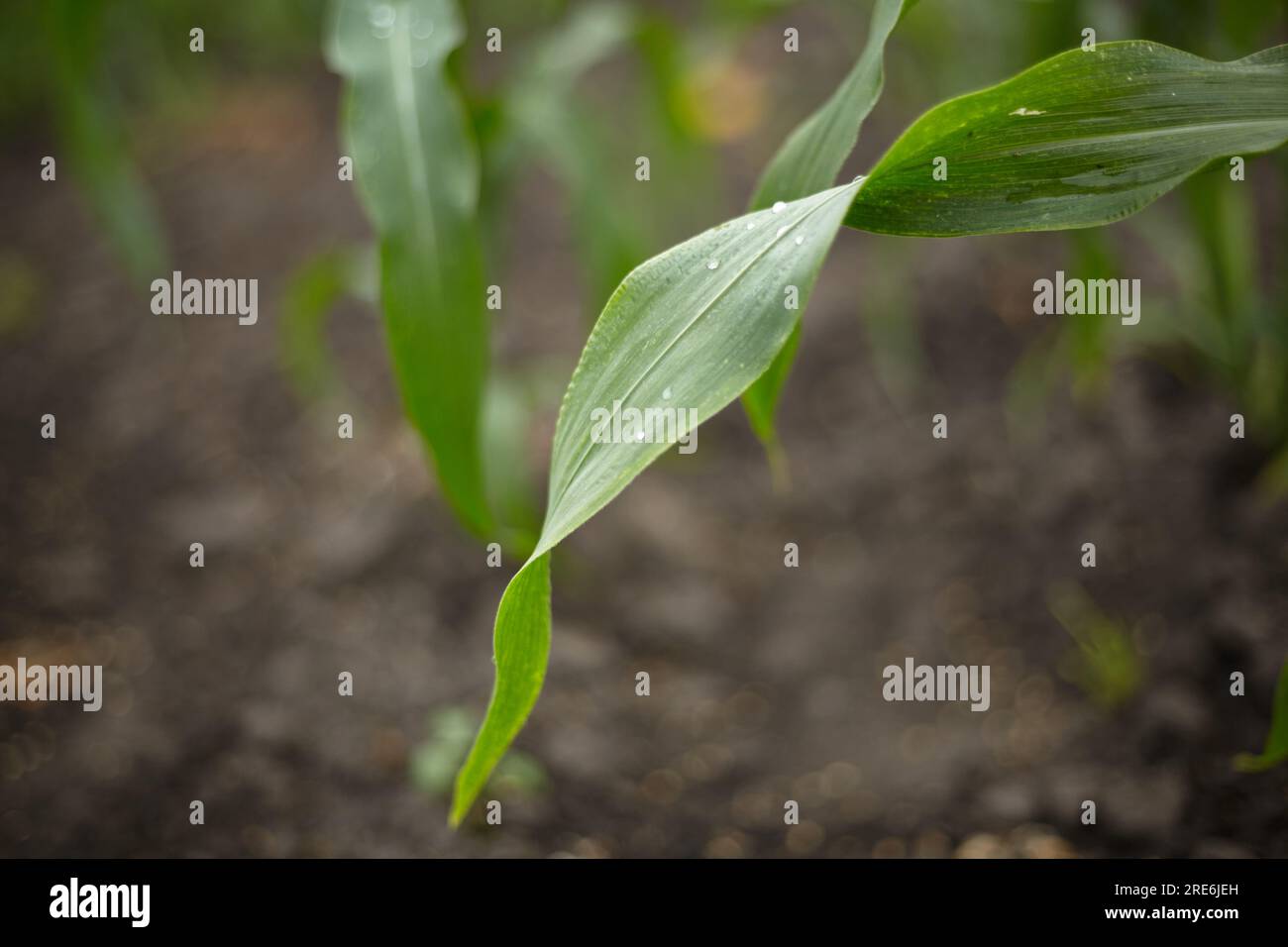 Corn. Ripening of the crop Stock Photo - Alamy