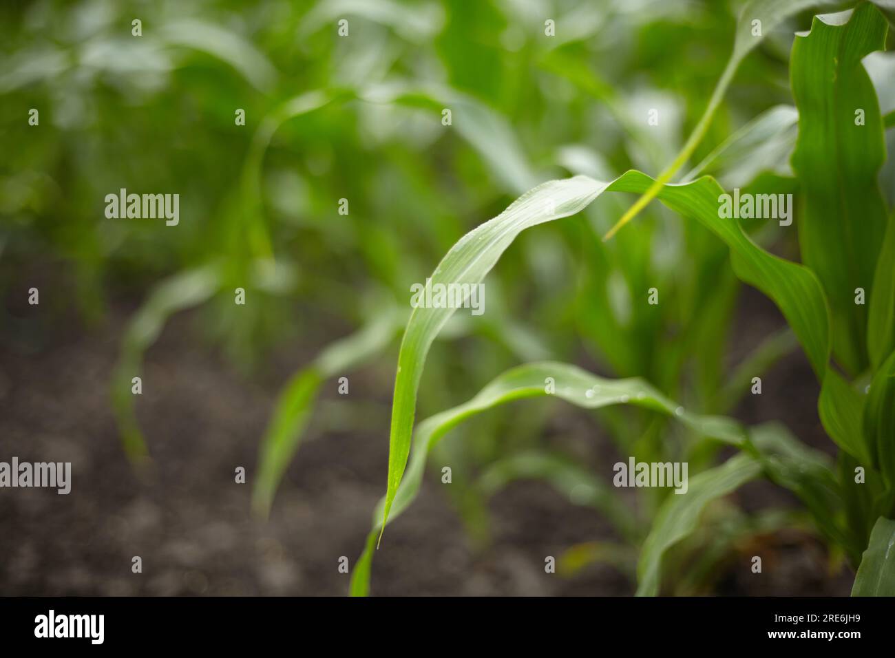Corn. Ripening of the crop Stock Photo - Alamy