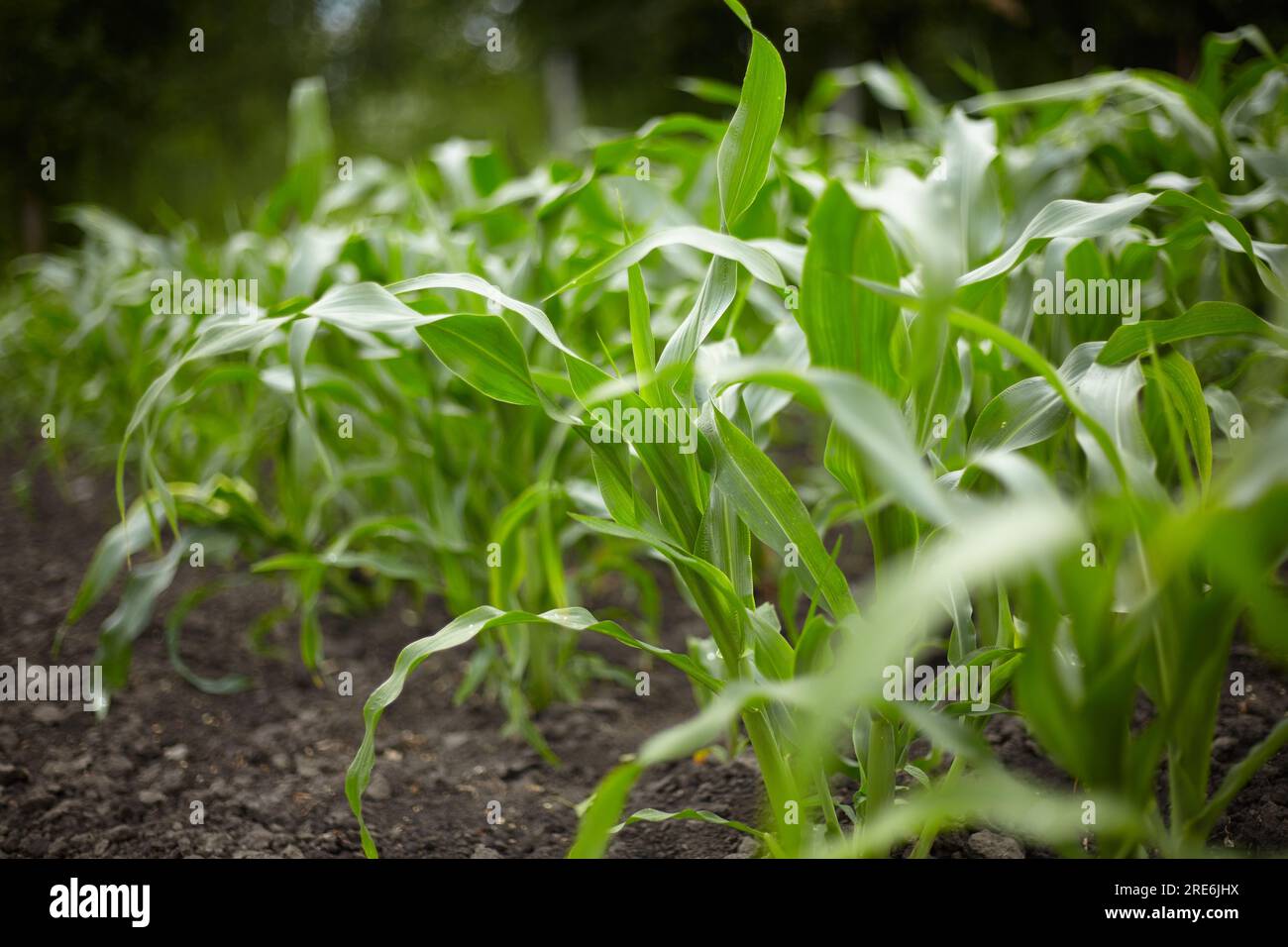 Corn. Ripening of the crop Stock Photo - Alamy