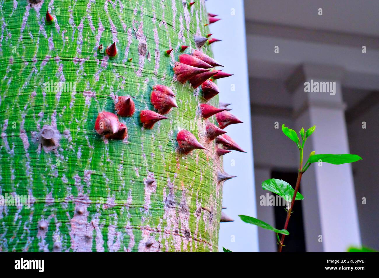 Trunk of Ceiba speciosa, silk floss tree, an example of a thorny plant ...
