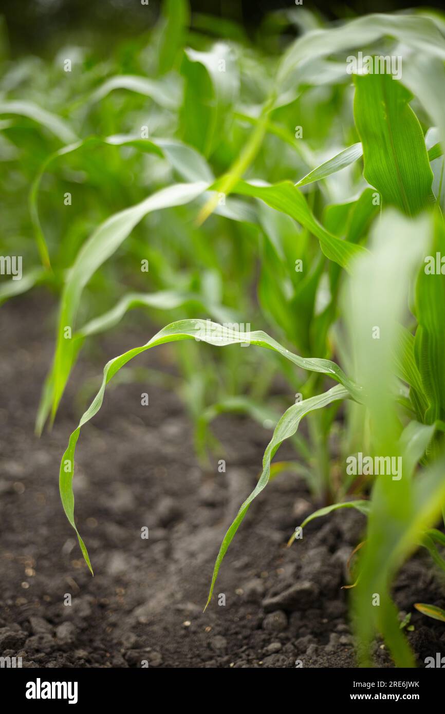 Corn. Green leaves of the crop Stock Photo - Alamy