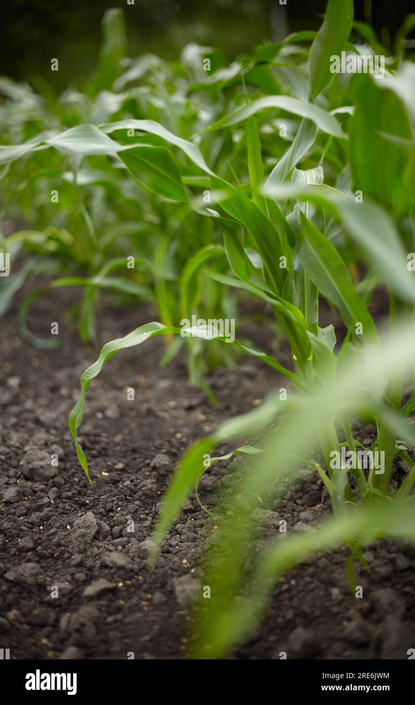 Corn. Ripening of the crop Stock Photo - Alamy