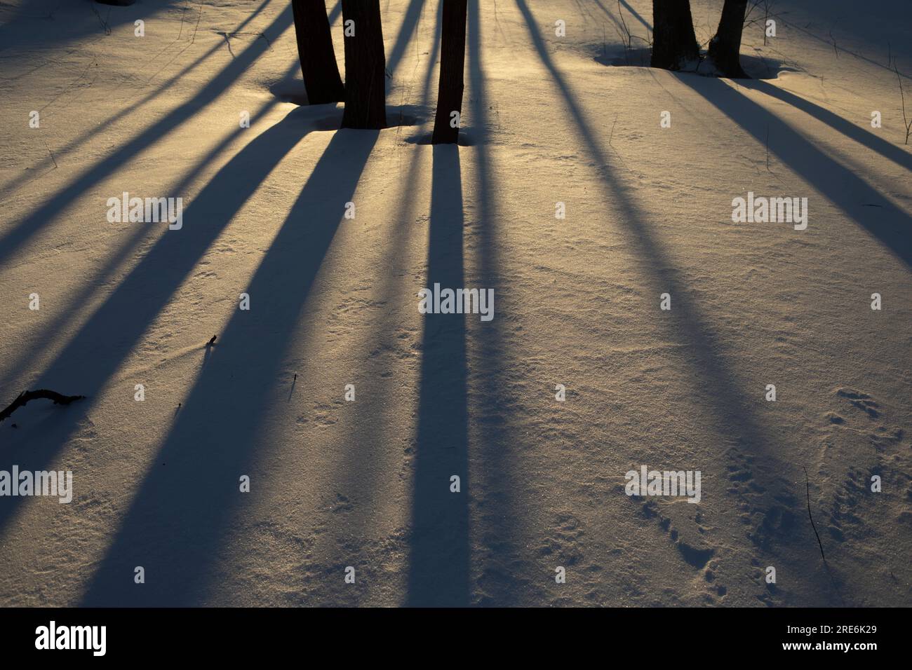 Shadow on snow. Shadows from trees in snow. Details of park in winter ...