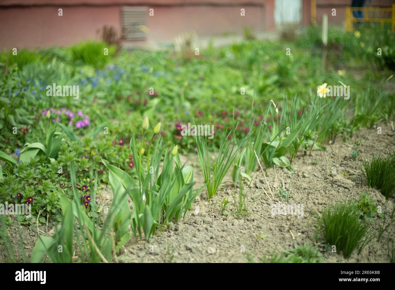 Green area in yard. Plants in garden. Planted plants in ground ...