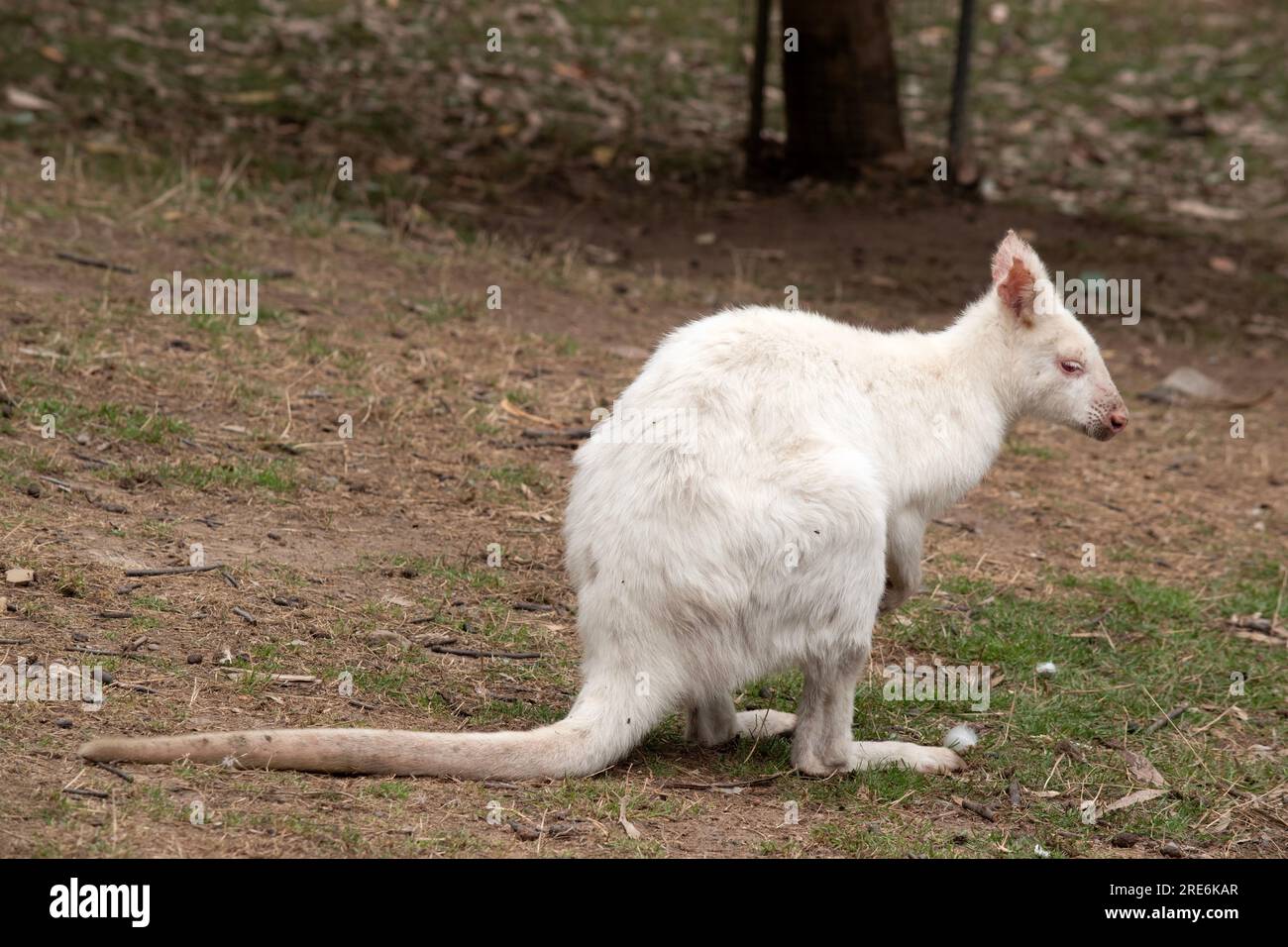 the albino wallaby is all white with a pink nose and ears Stock Photo ...