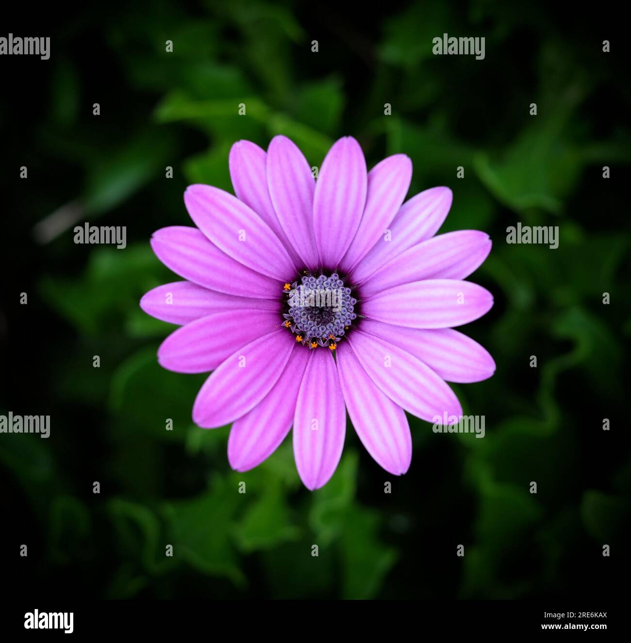Pale purple flower with green floral background and vignette effect ...
