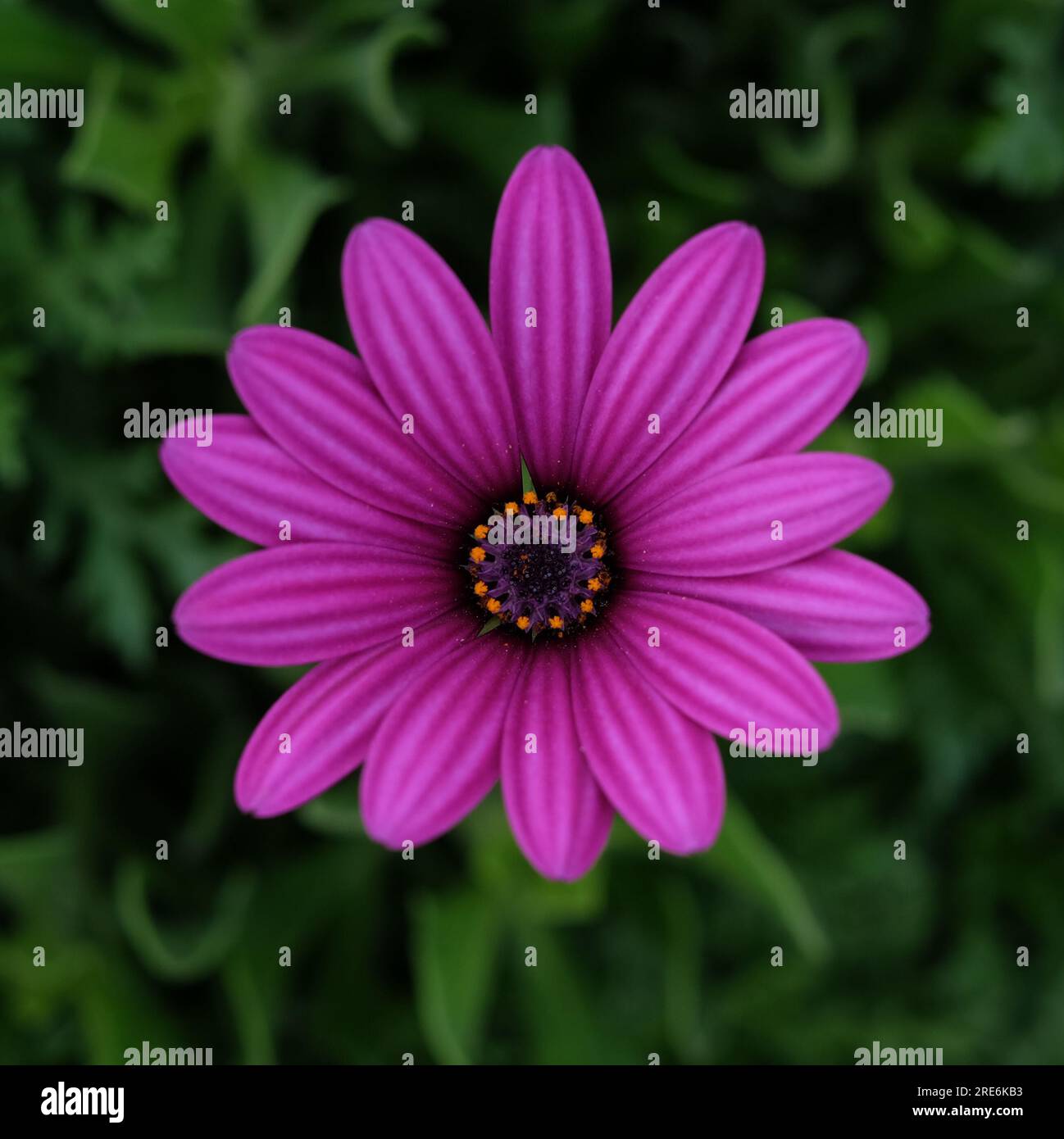 Intensive violet simple flower with subdued green floral background ...