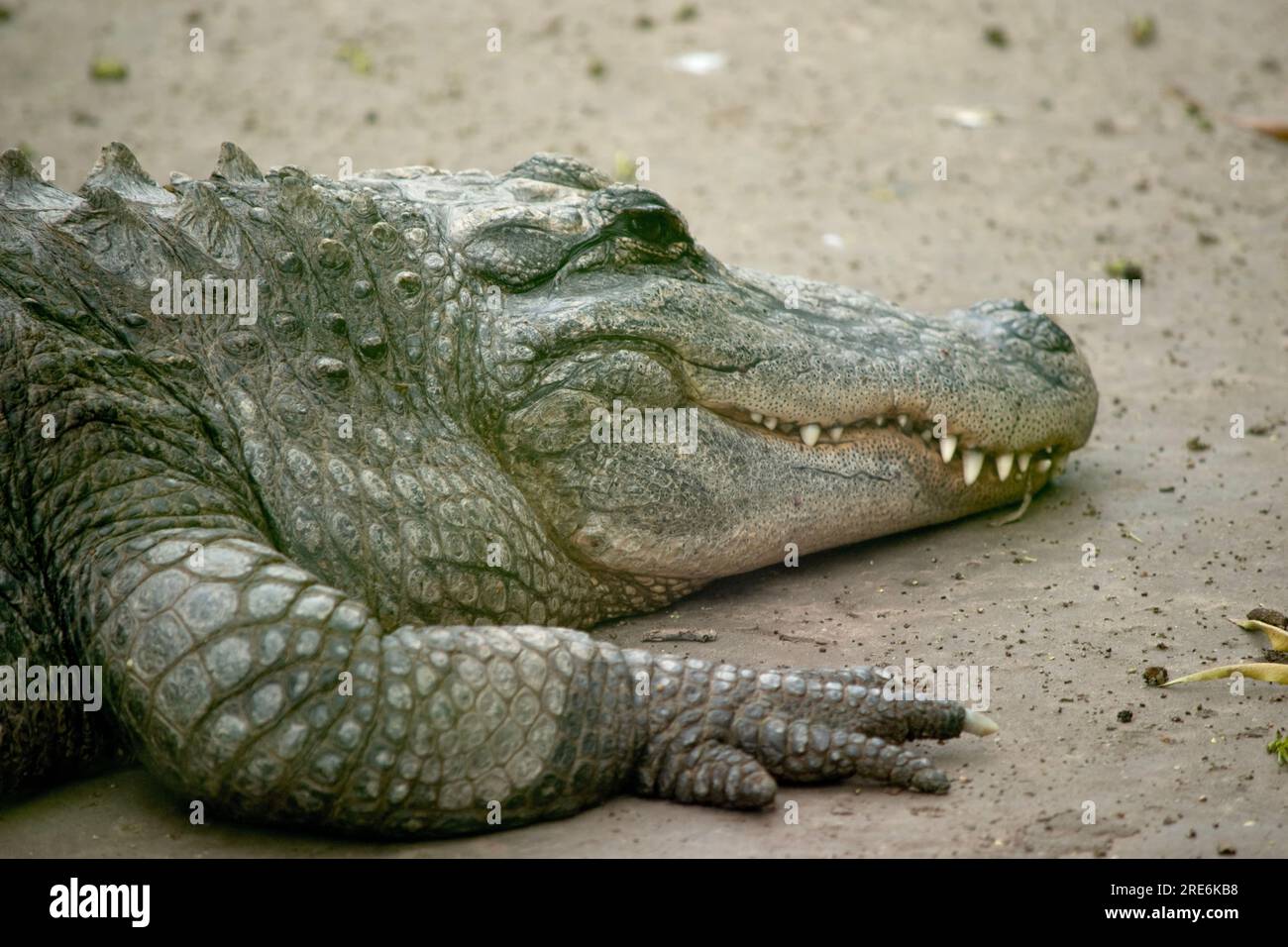 Alligators have a long, rounded snout that has upward facing nostrils ...