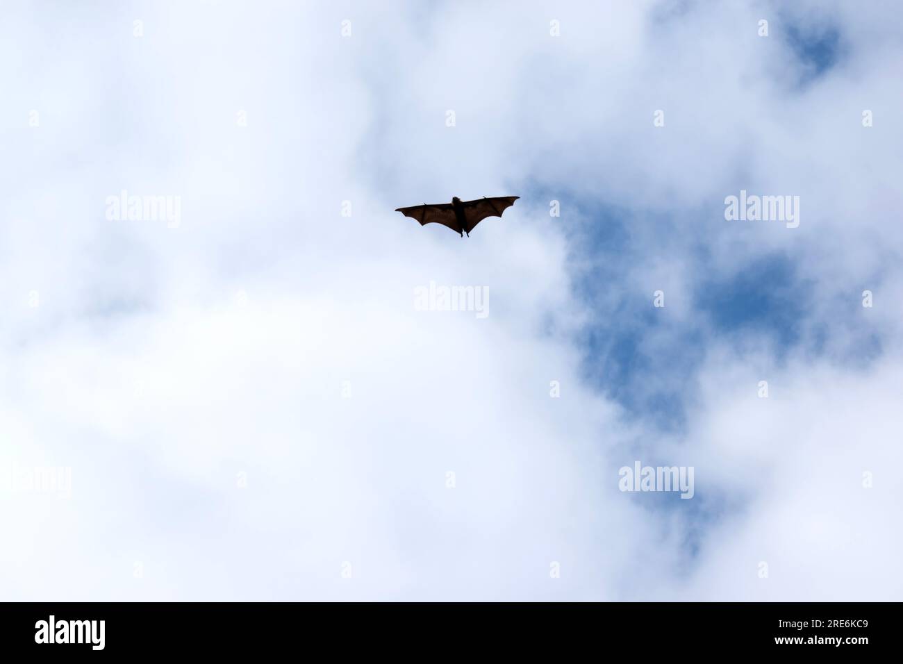 Bats are the only mammals that can fly. Instead of arms or hands, they ...