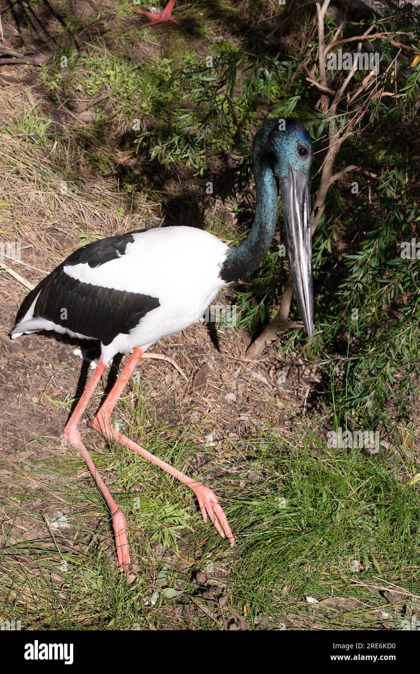 The head and neck are black with an iridescent green and purple sheen ...