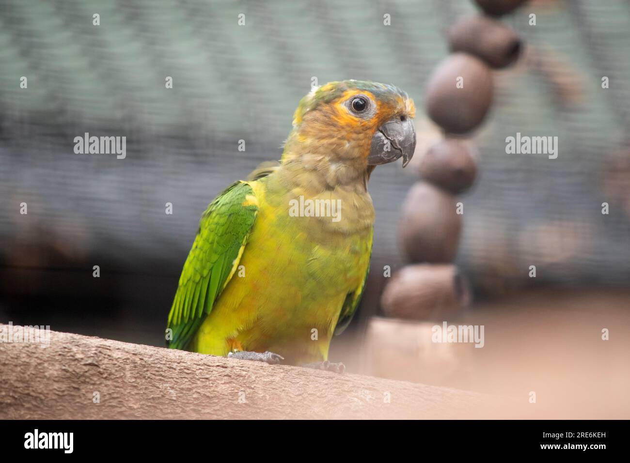 The brown throated conure plumage is green. The forehead, sides of head ...