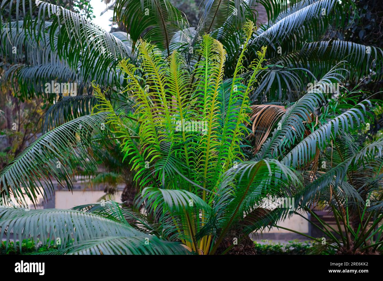 Cycad plant hi-res stock photography and images - Alamy