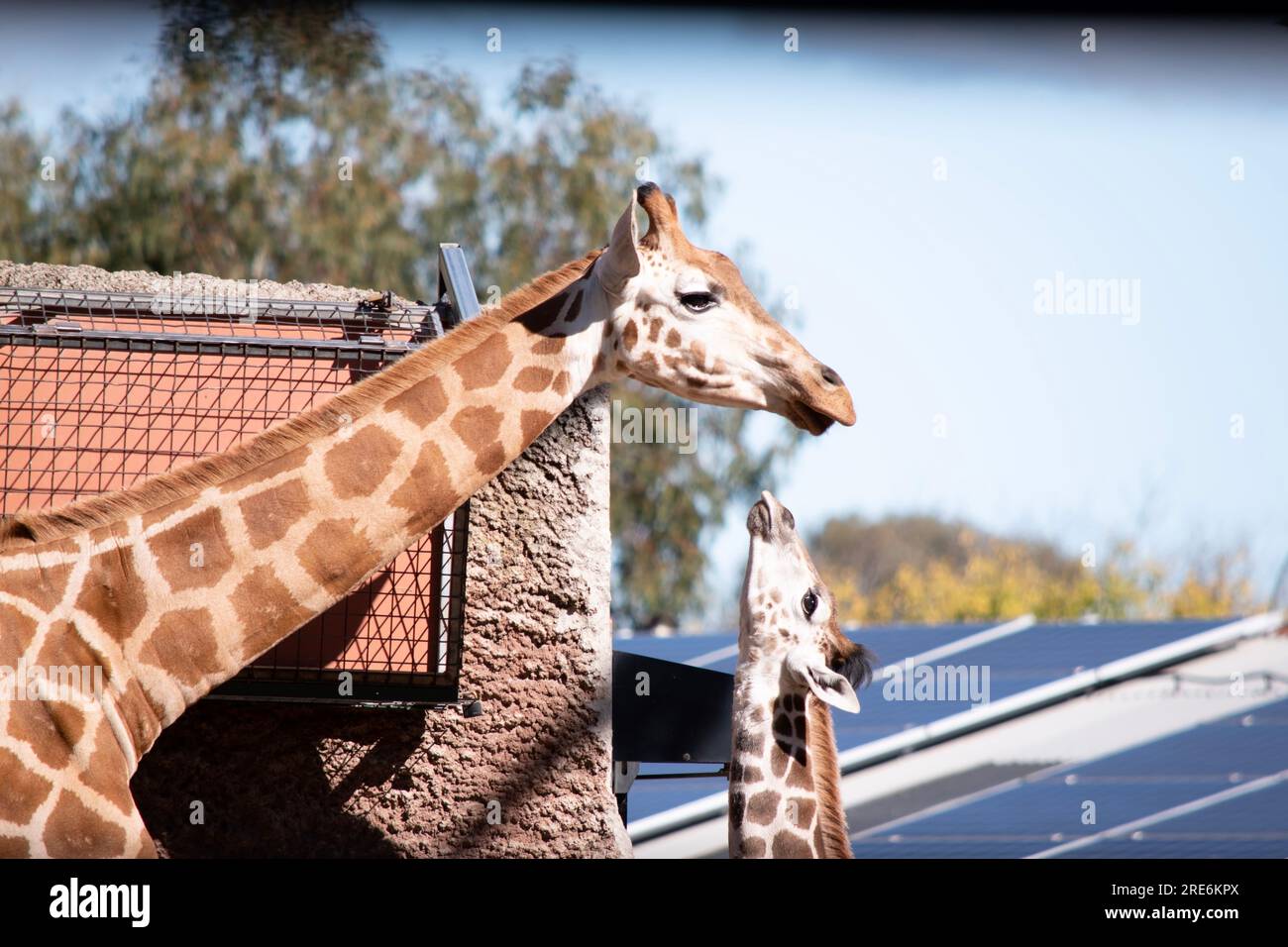 The giraffe is the tallest of all mammals. The legs and neck are ...