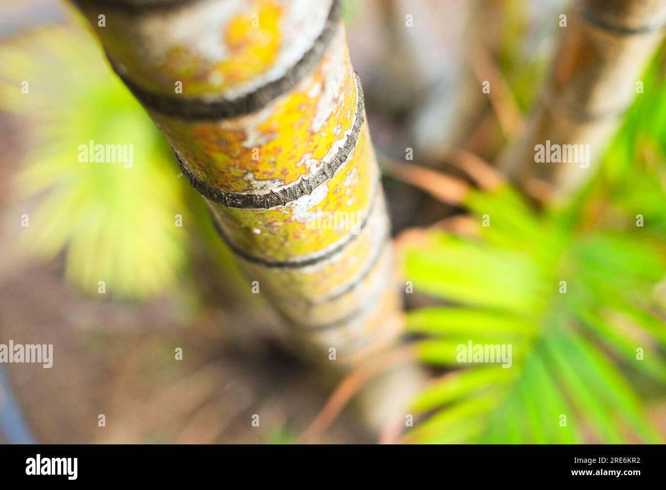 Bamboo tree rod with natural rainforest background Stock Photo - Alamy