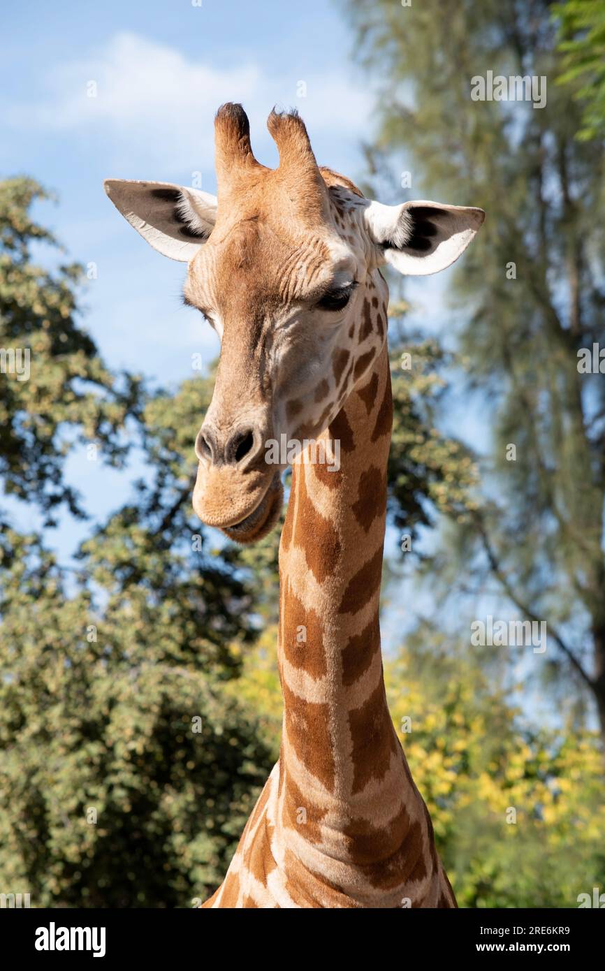 The giraffe is the tallest of all mammals. The legs and neck are ...