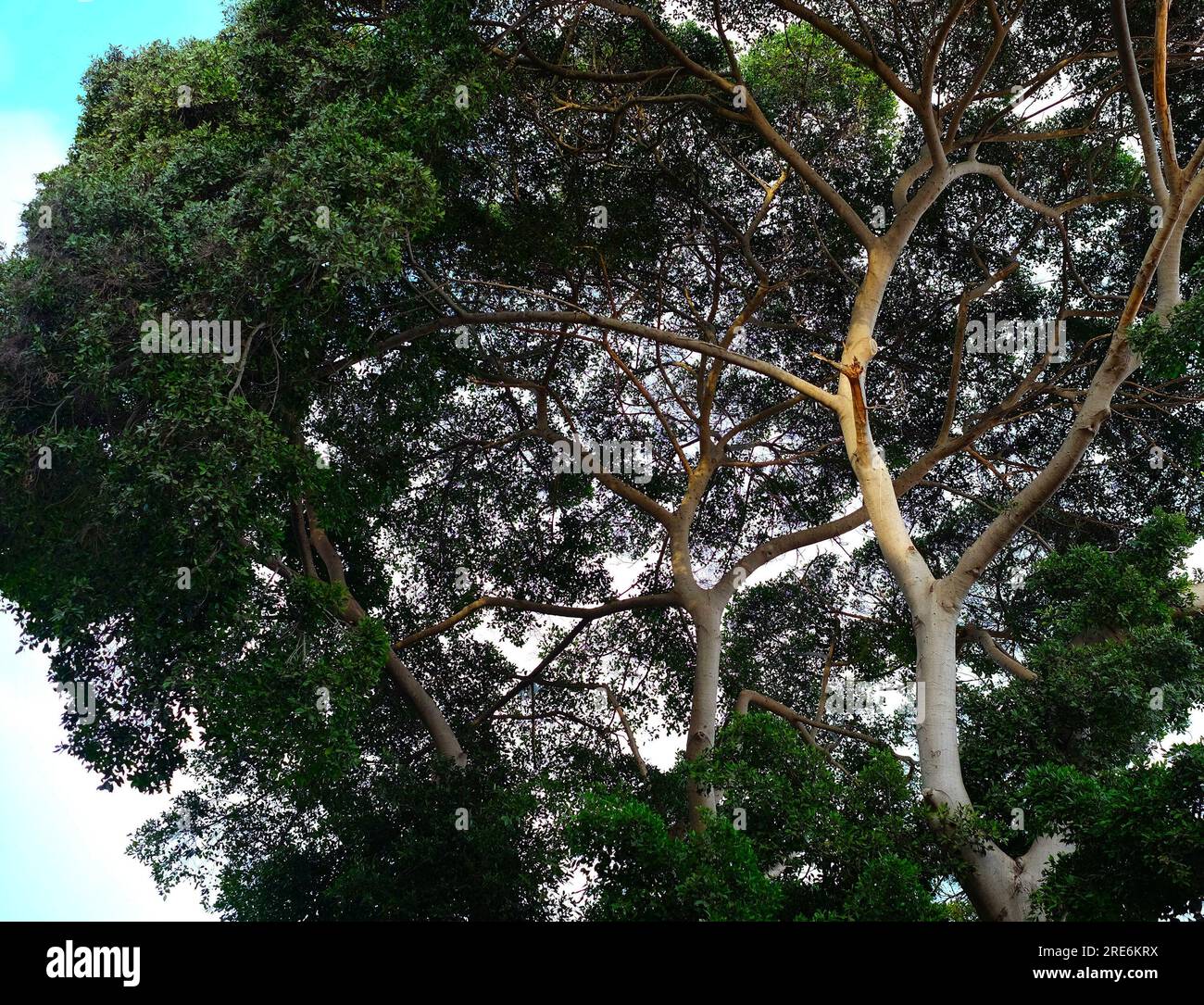 The crown of a tree, branches and foliage of a popular ficus species ...