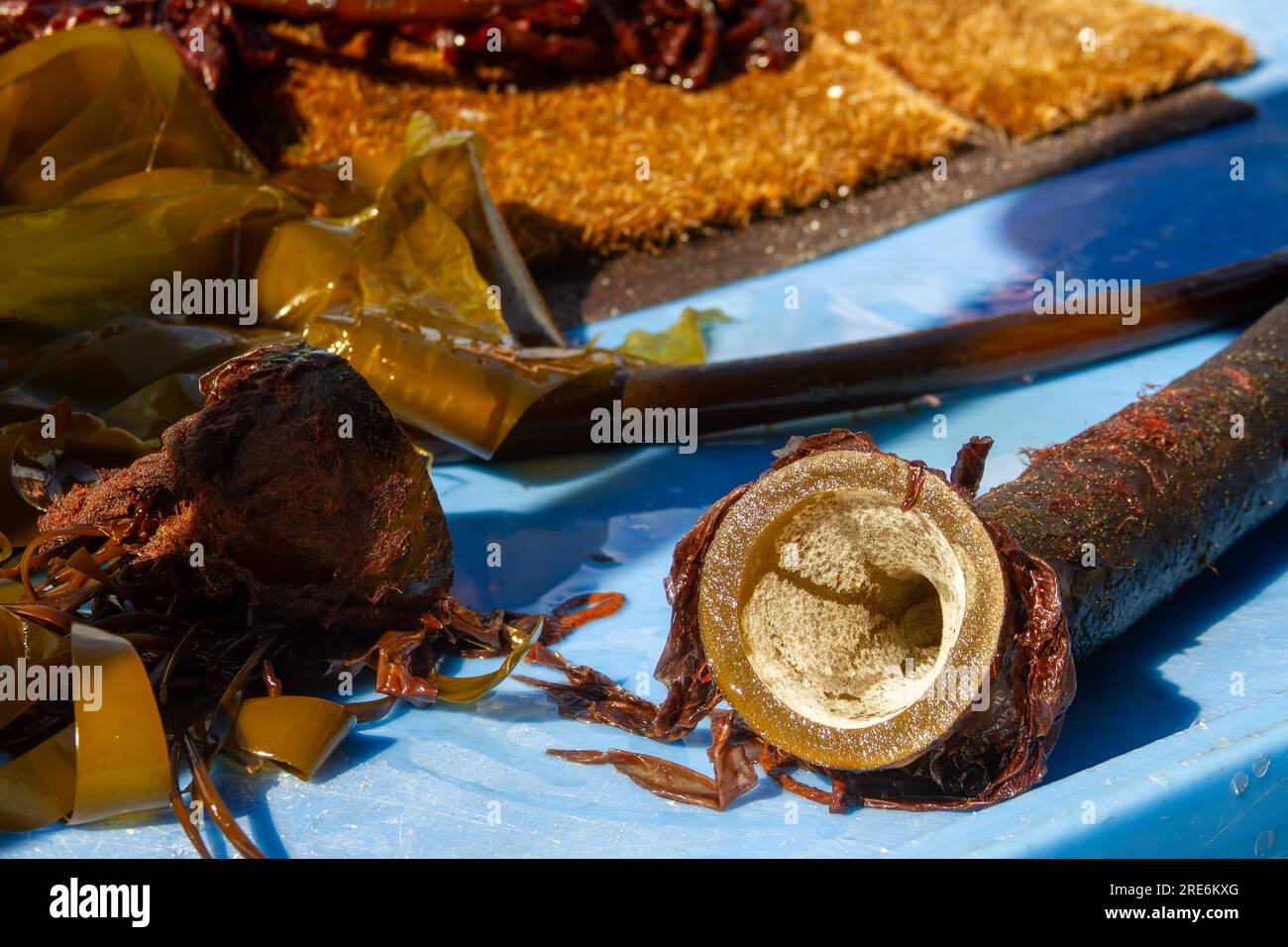 Organism cross section hi-res stock photography and images - Alamy