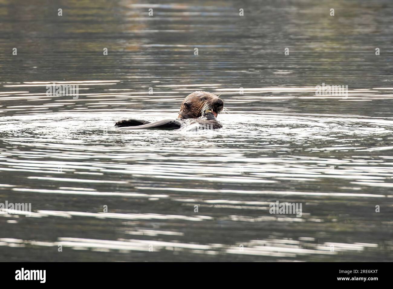 Sea otter eating hi-res stock photography and images - Alamy
