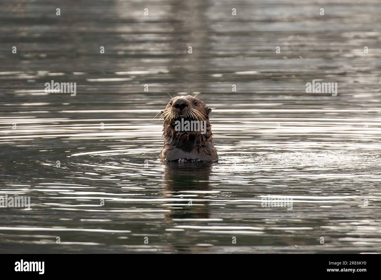 Sea otter eating hi-res stock photography and images - Alamy