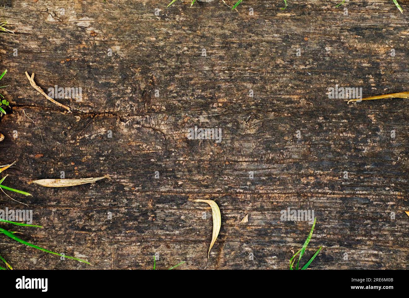 Warm brown bright natural timber surface with hints of vegetation ...