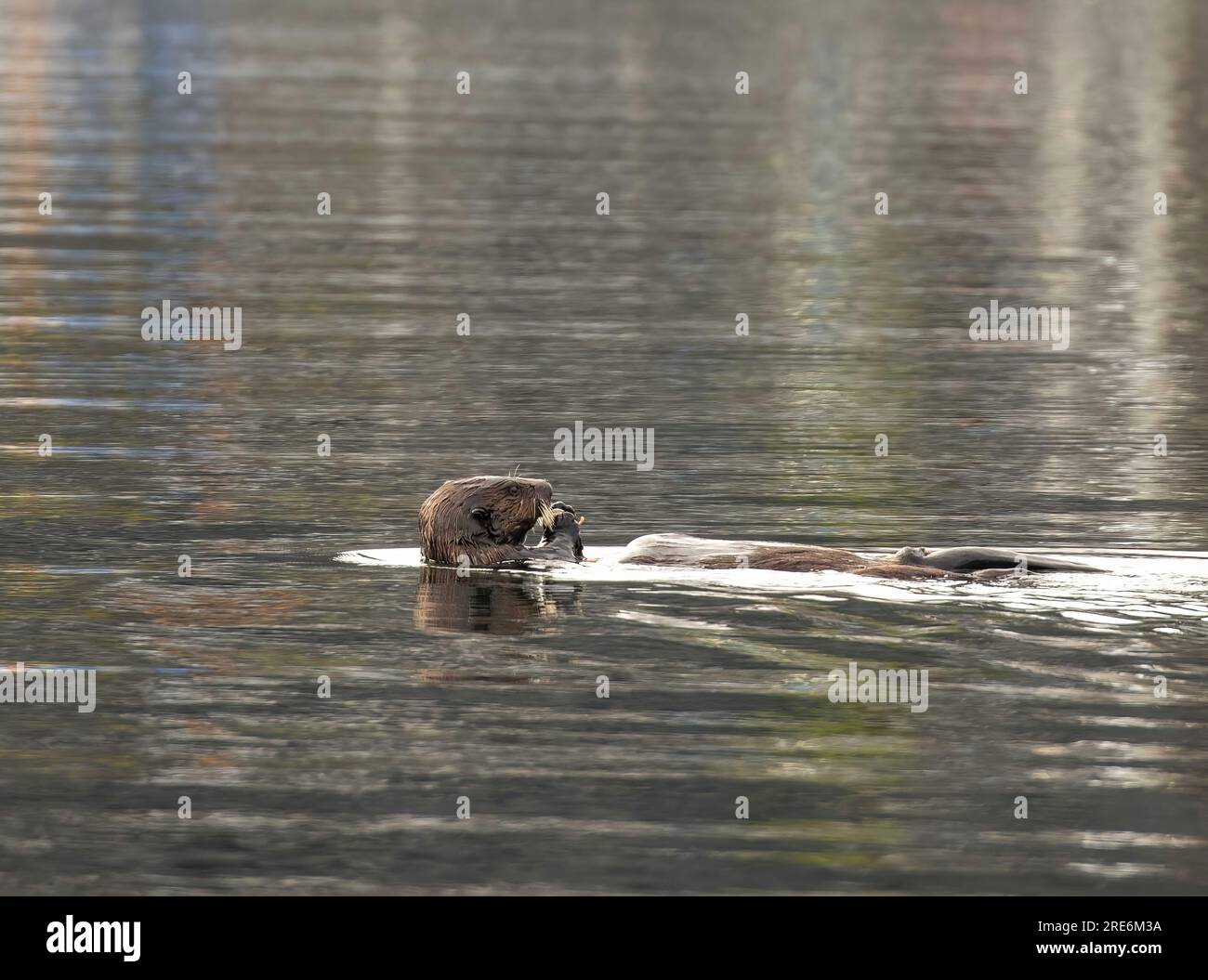 Sea otter eating hi-res stock photography and images - Alamy