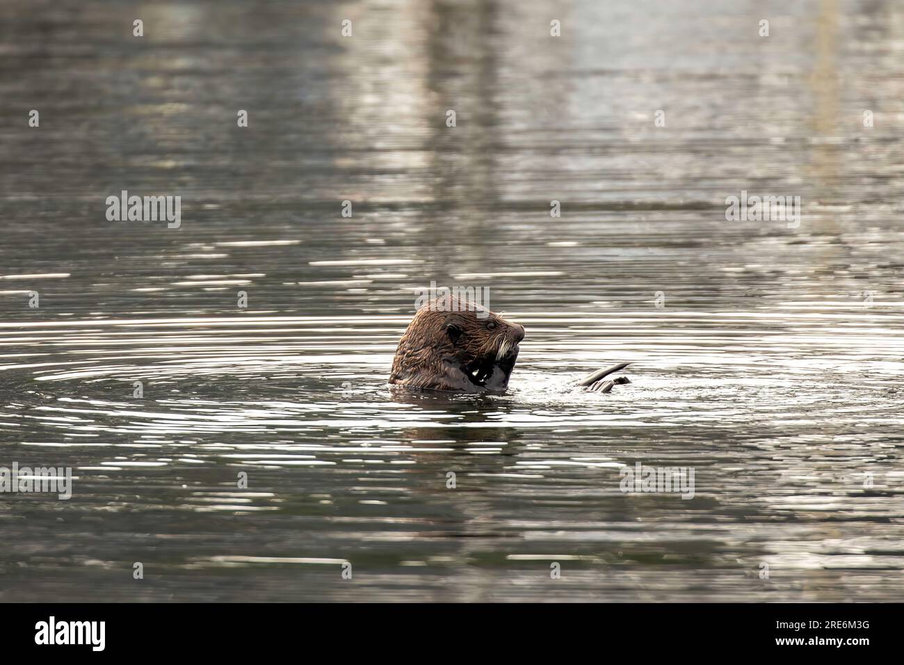 Sea otter eating hi-res stock photography and images - Alamy