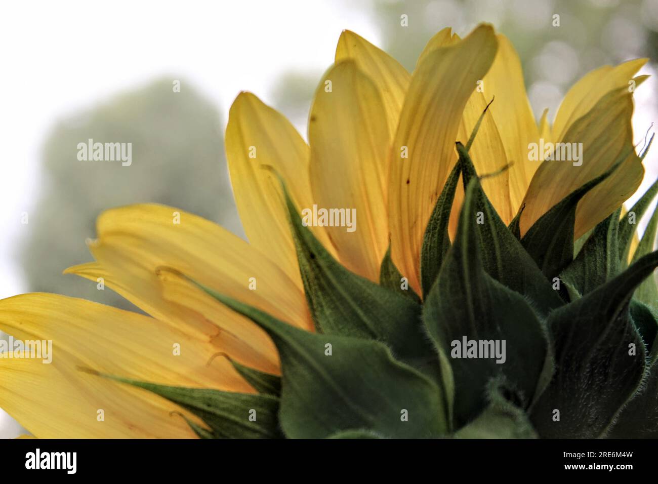 Side of a sunflower hi-res stock photography and images - Alamy