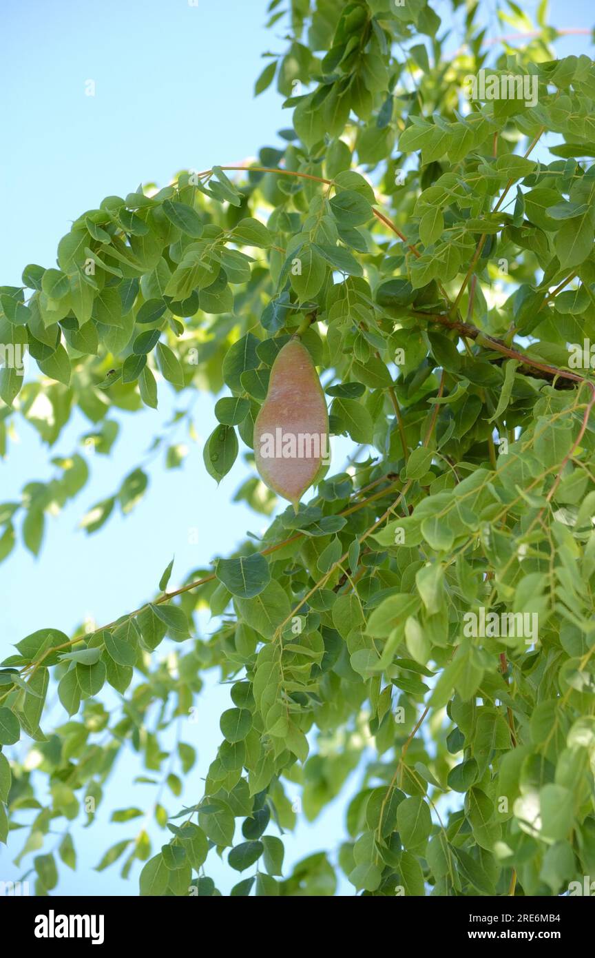 Nicker tree hi-res stock photography and images - Alamy
